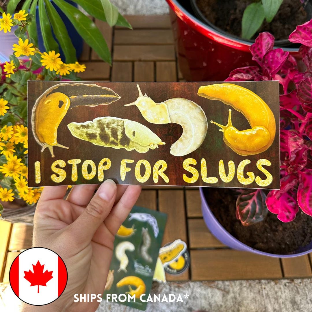 I Stop for Slugs - Banana Slugs Bumper Sticker (vinyl) - I Brake for ...
