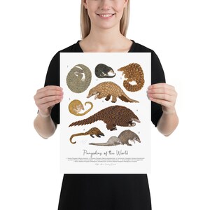 Pangolins of the World - Fine Art Print - ID Field Guide Poster ...