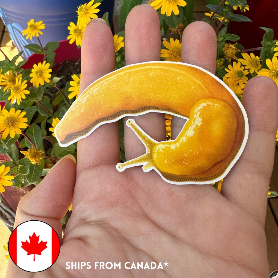 California Banana Slug Sticker (eco Vinyl) - Weatherproof, Waterproof ...