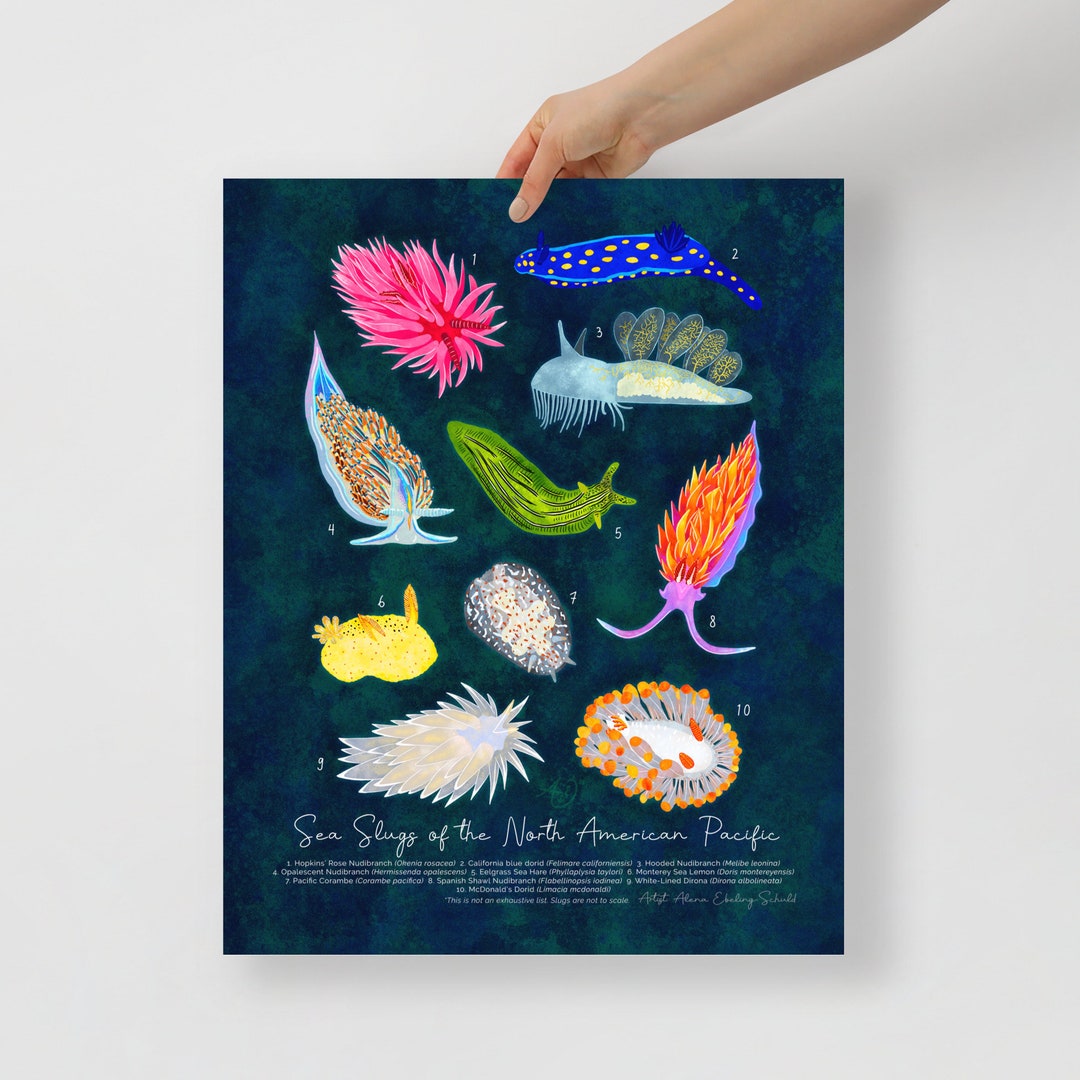 Sea Slugs of the North American Pacific Fine Art Print Nudibranch ID ...