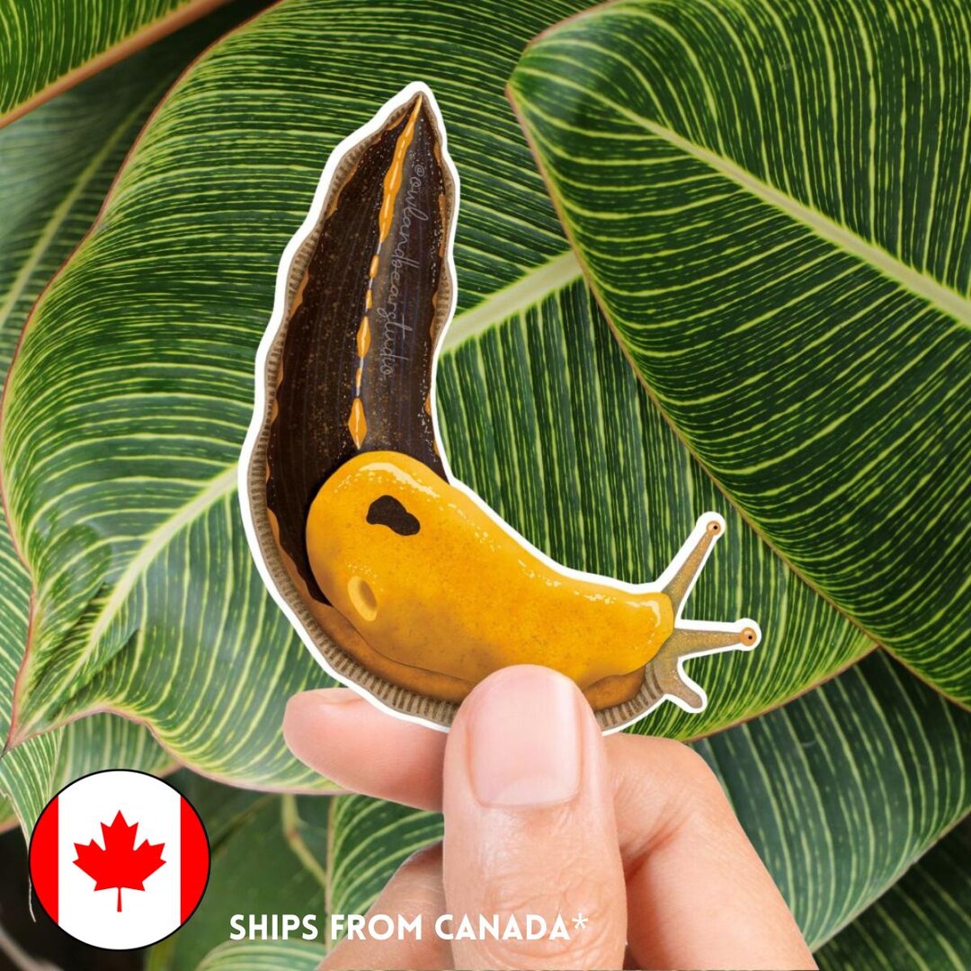 Pacific Banana Slug Sticker (eco Vinyl) - Ariolimax Columbianus ...