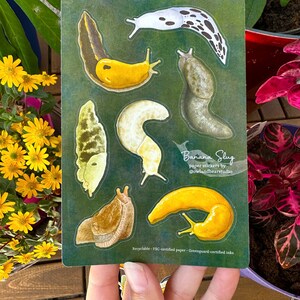 Banana Slugs Sticker Sheet (paper) - Eco Friendly - FSC Certified ...