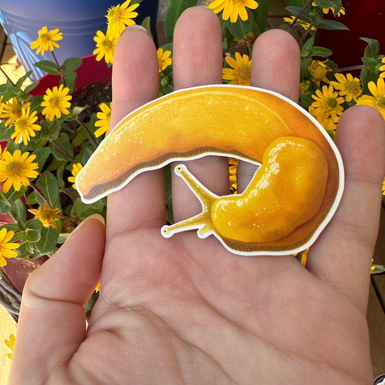 California Banana Slug Sticker (eco Vinyl) - Weatherproof, Waterproof ...