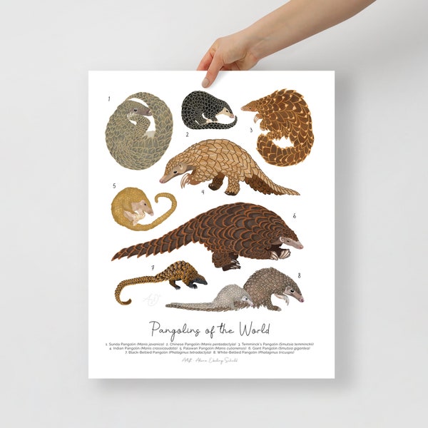 Pangolin - Etsy