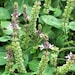 Tulsi Seeds - Holy Basil - Temperate Tulsi - Ocimum Africanum - Herbal ...
