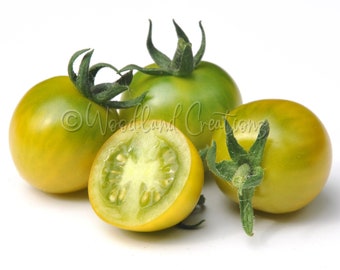 Fat Frog Micro Dwarf Tomato Seeds - Etsy