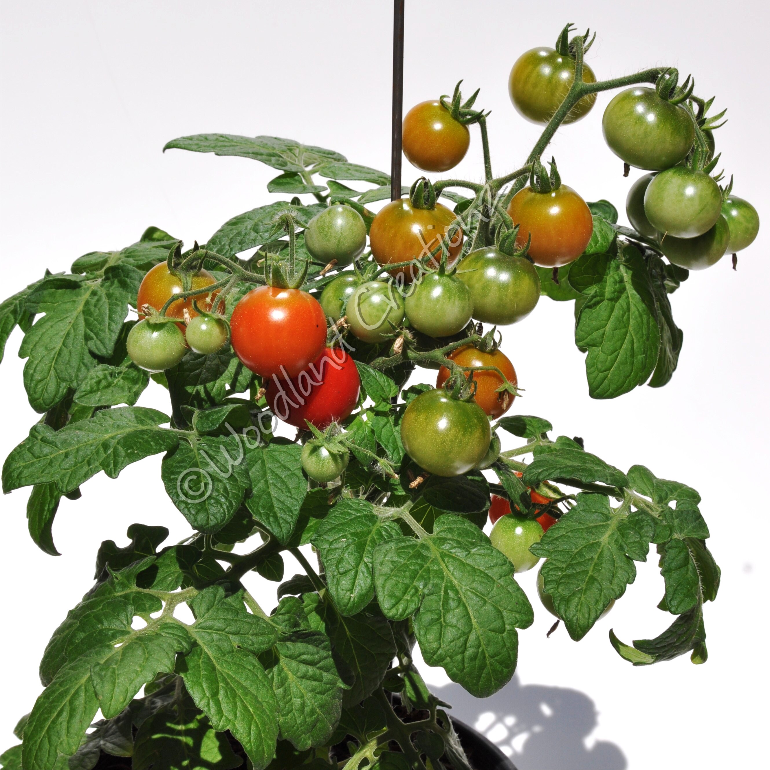 Red Robin Tomato Seeds Micro Dwarf Plants Organic Red Cherry Fruit ...