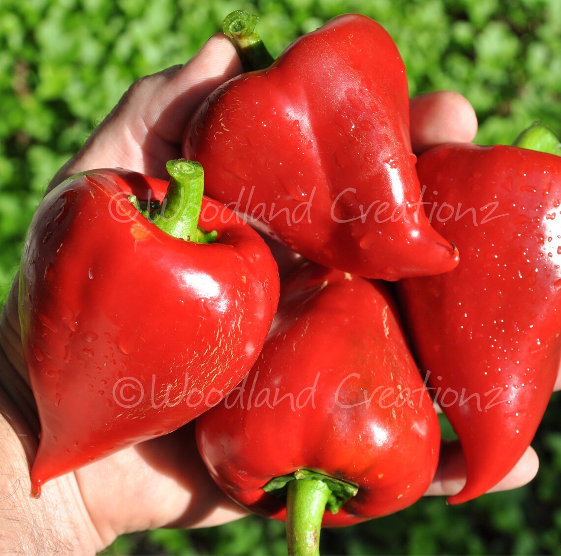 Lesya Pepper - Sweet Pepper Seeds - Rare Pepper Seeds - Sweet Red ...