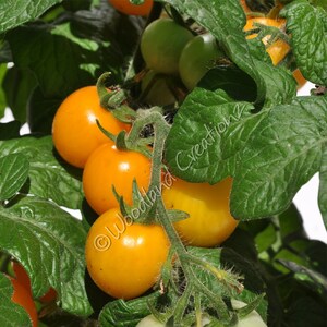 Aztek Tomato Seeds: Sweet Yellow Micro Dwarf Variety - Etsy