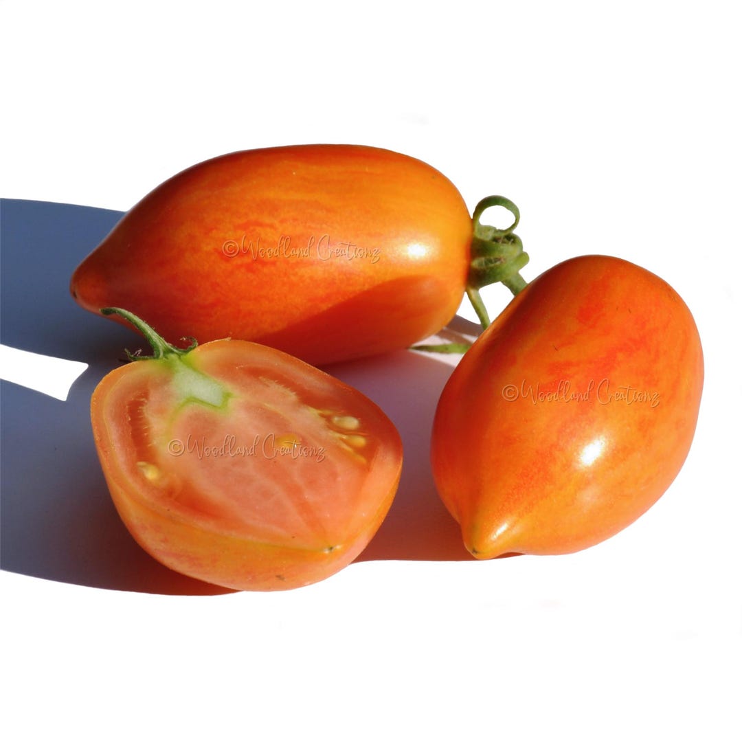 Dynamite Delight Tomato Seeds: Micro Dwarf, Golden Striped (15 Seeds ...