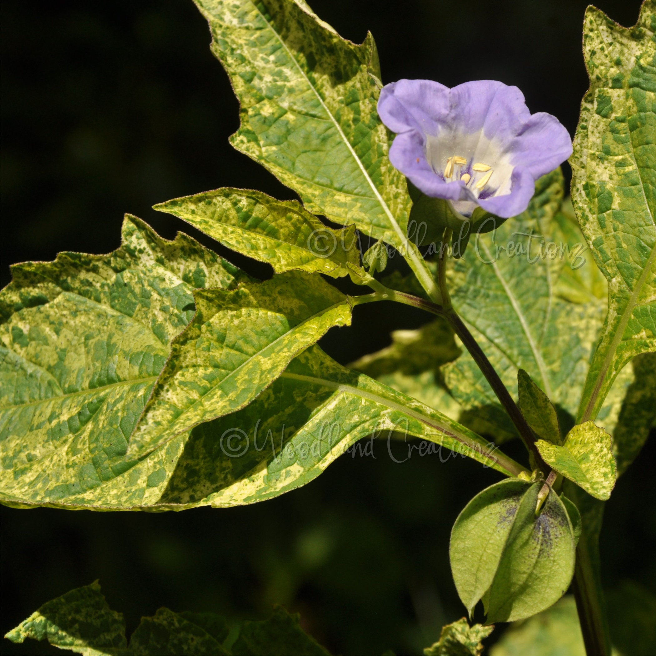 Variegated Shoo-fly - Variegated Apple of Peru - Rare Variegated Leaves ...