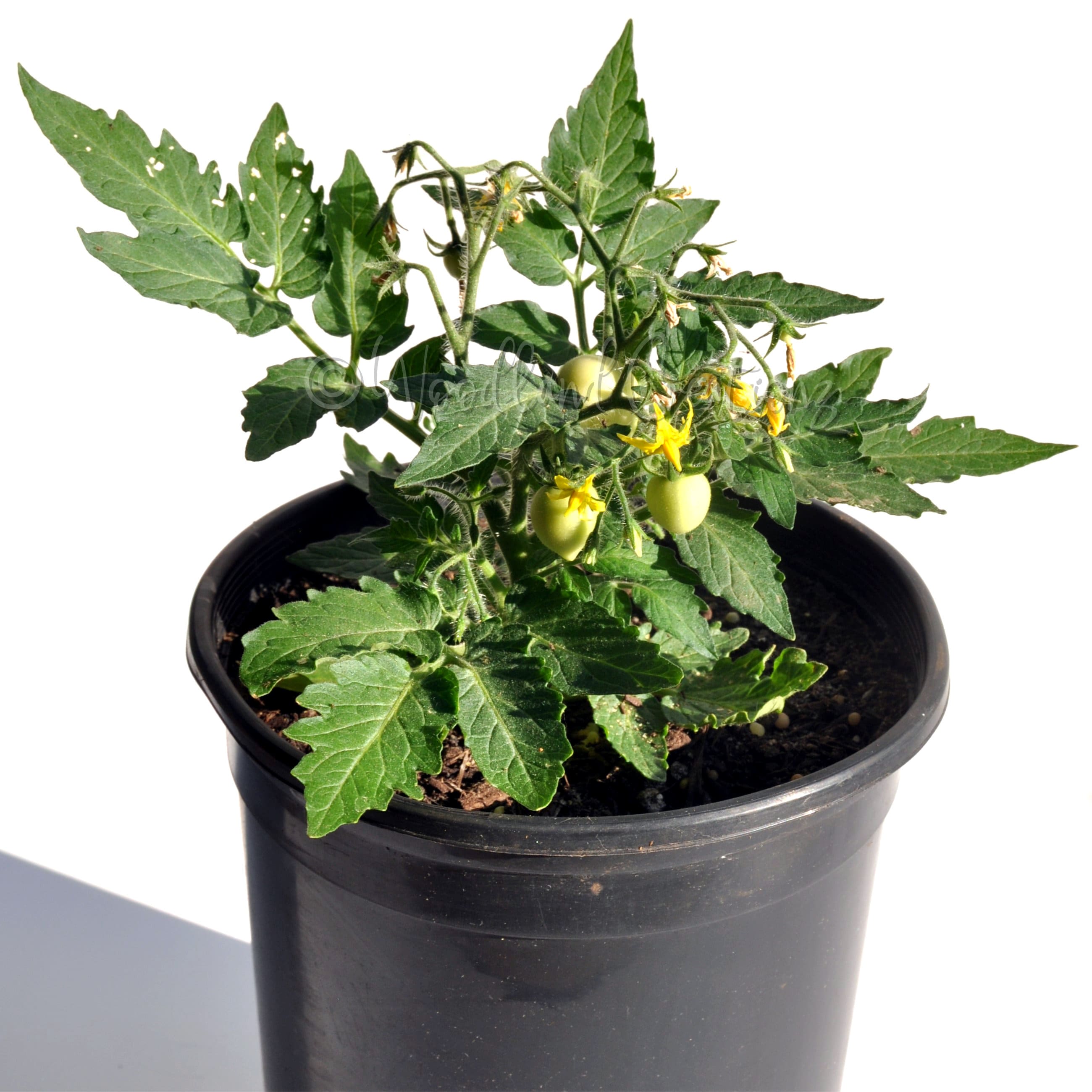 Micro Tom Tomato Seeds: World's Smallest Dwarf Tomato Plant - Etsy