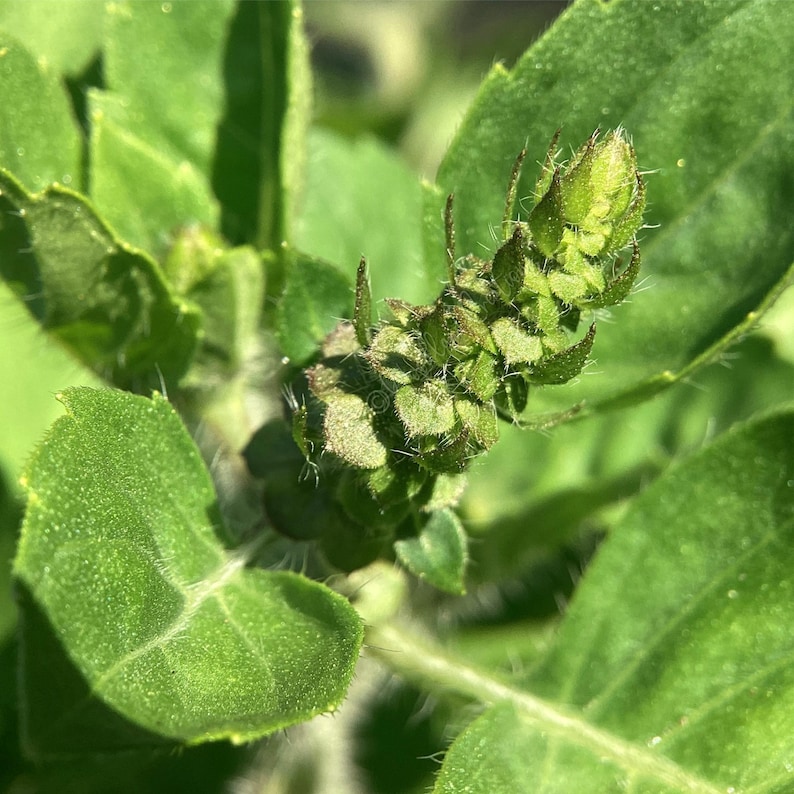 Semillas de albahaca santa - Tulsi templado - Té de hierbas - Planta ...