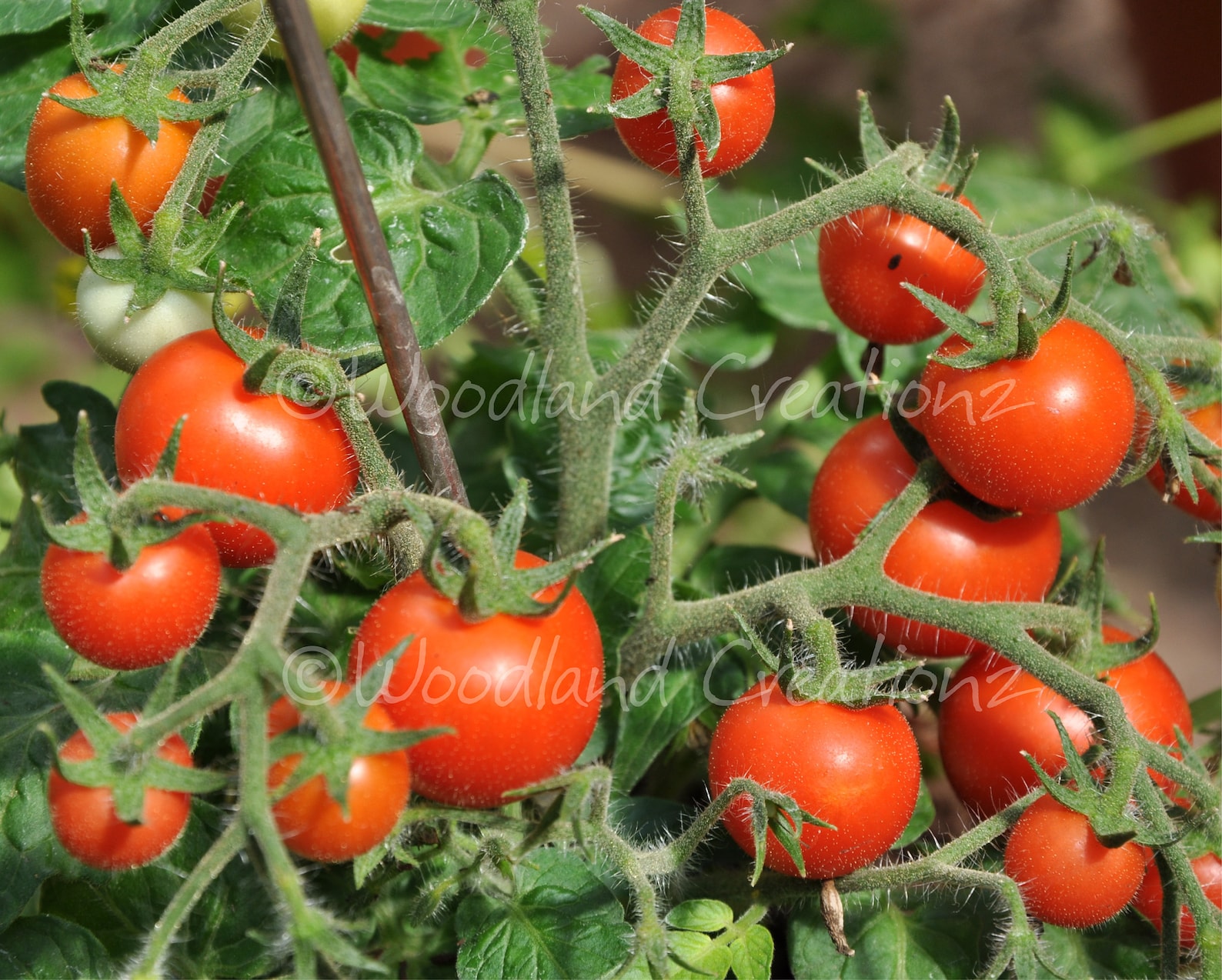 Micro Tom Tomato Seeds: World's Smallest Dwarf Tomato Plant - Etsy