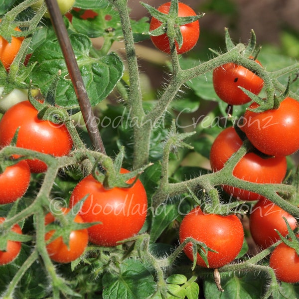 Micro Dwarf Tomato Plant - Etsy