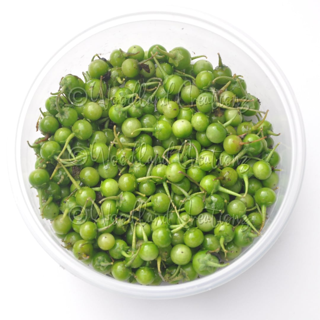 Greenberry Seeds - Rare Fruit - Sweet Berries - Green Fruits - Morelle ...