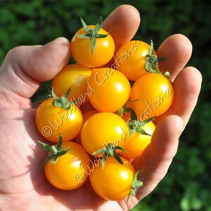 Aztek Tomato Seeds: Sweet Yellow Micro Dwarf Variety - Etsy