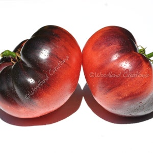 Pink Siberian Tiger Tomato Seeds - Beefsteak Tomato Seeds - Rare ...