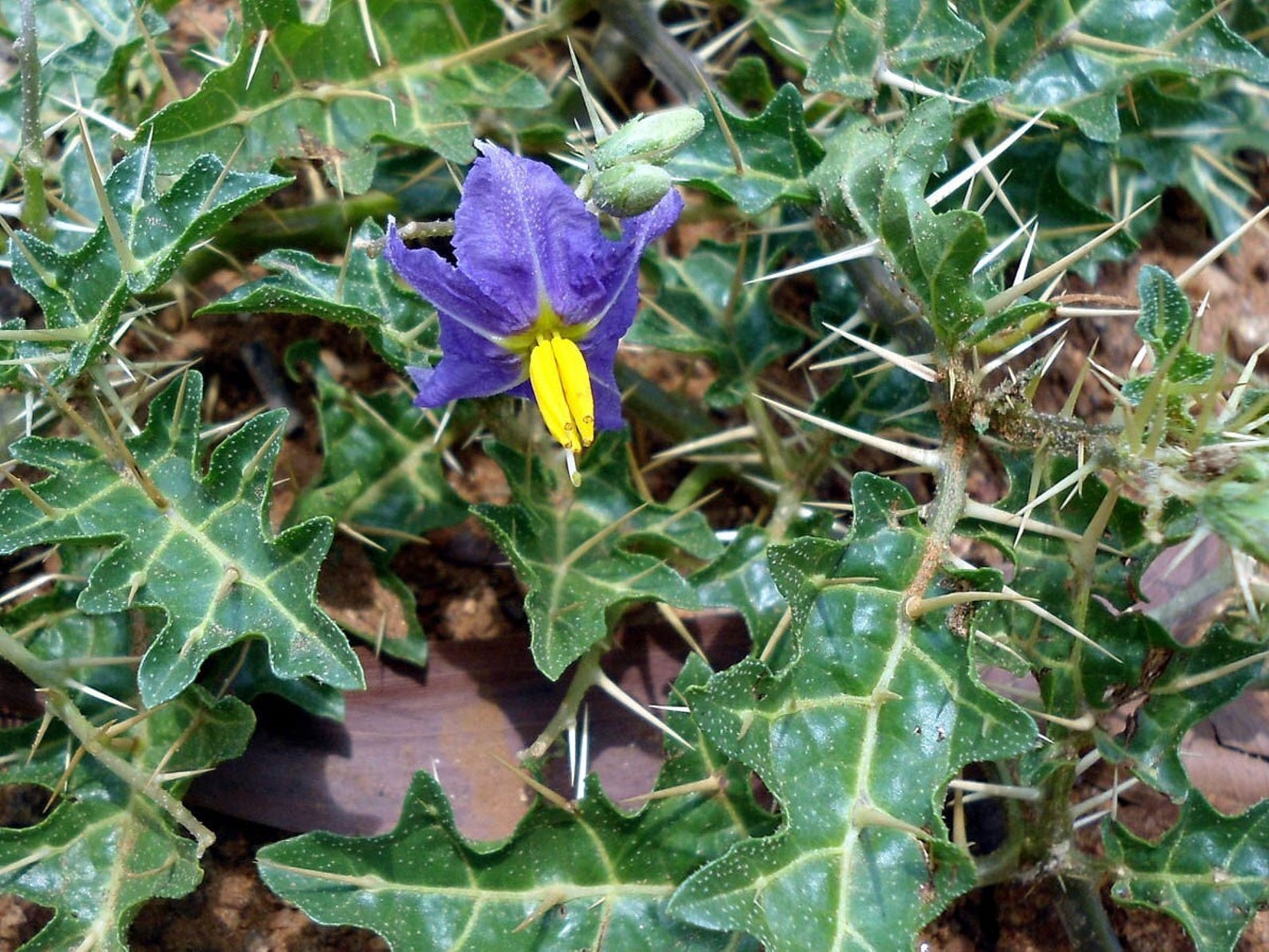 Kantakari Seeds - Medicinal Herb - Kandankathiri - Solanum Virginianum ...
