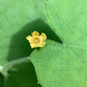 Cucamelon Seeds (50+) - Miniature Cucumber - Mouse Melon - Mexican Mini ...