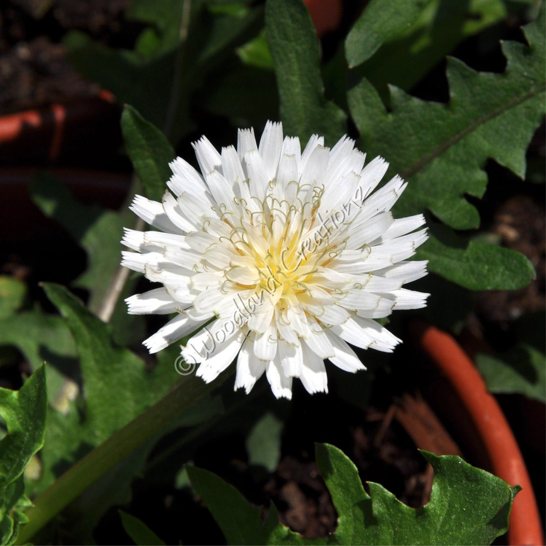 White Dandelion Seeds - White Flowers - Dandelion Seeds - Taraxacum ...