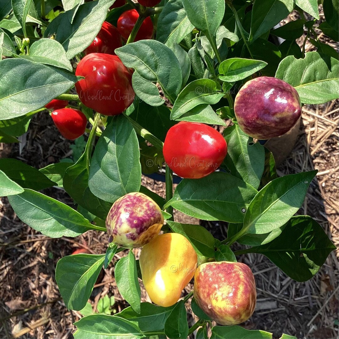 Firecracker Pepper Seeds - Hot Pepper Seeds - Rare Pepper Seeds ...