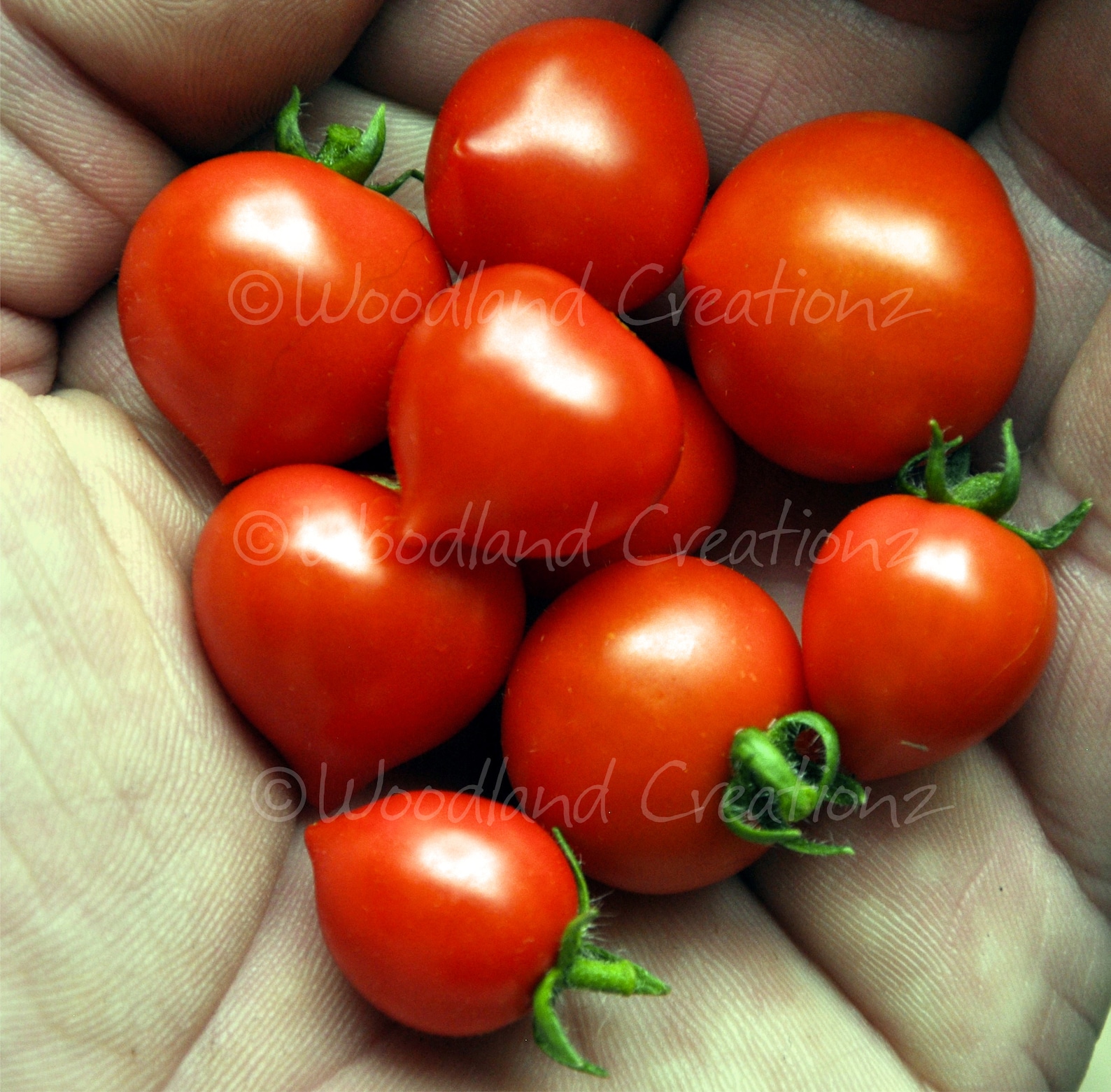 Micro Tom Tomato Seeds: World's Smallest Dwarf Tomato Plant - Etsy