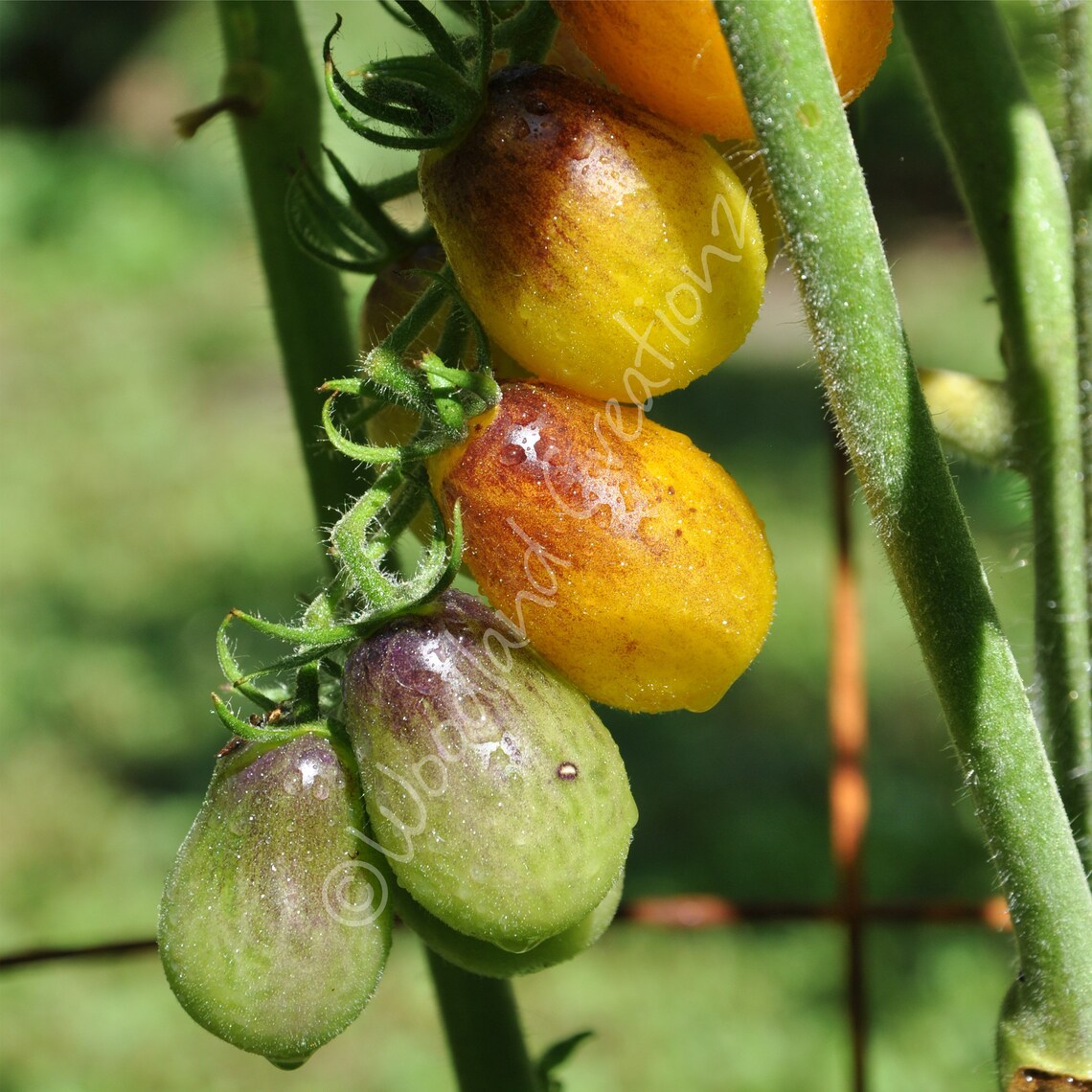 Indigo Pear Drops Tomato Seeds Yellow Pear Tomato Sweet New | Etsy