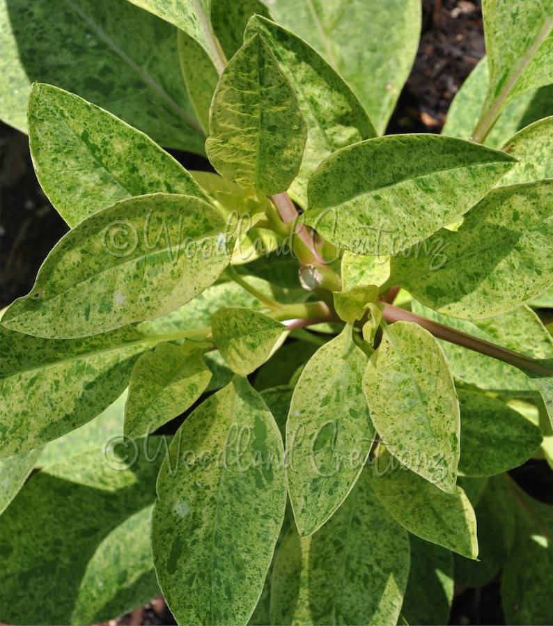 Variegated Poke Seeds: Phytolacca Americana 'silberstein' - Dye Plant ...
