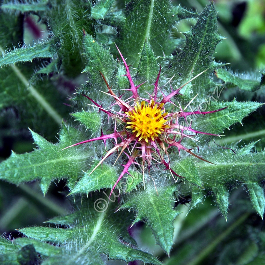 Blessed Thistle Seeds - Medicinal Herb Medicine Plant - Cnicus ...