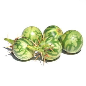 Kantakari Seeds - Medicinal Herb - Kandankathiri - Solanum Virginianum ...