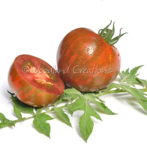 Spike Tomato Seeds - Carrot Leaf Tomato - Striped Tomatoes - Etsy