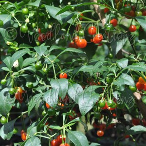 Cold Hardy Pepper Seeds - Frost Tolerant - Wild Perennial Pepper ...