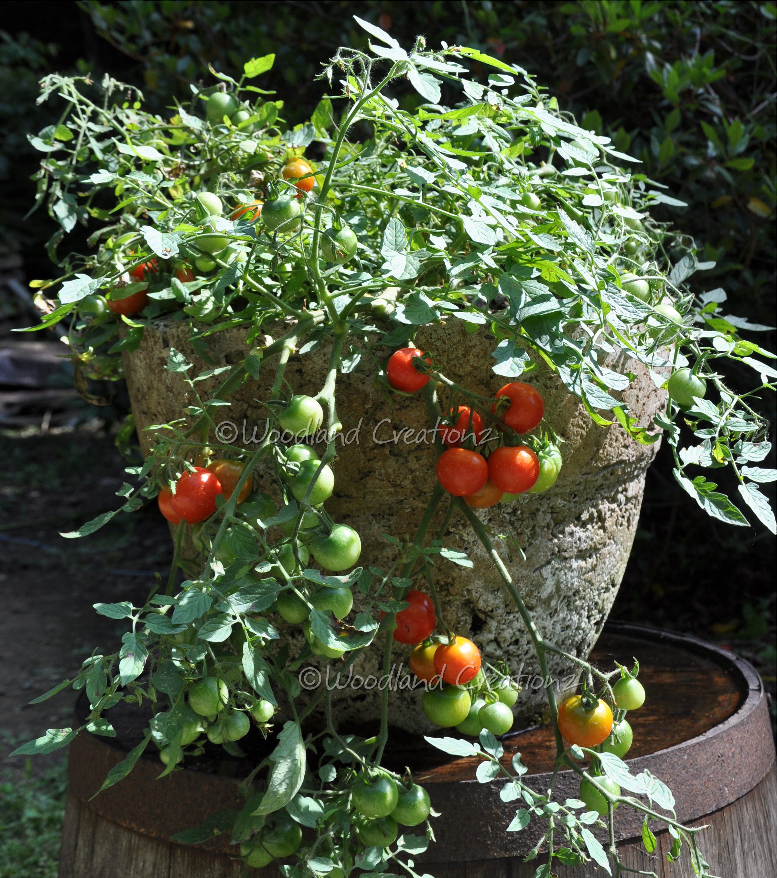 Tomato hanging basket store