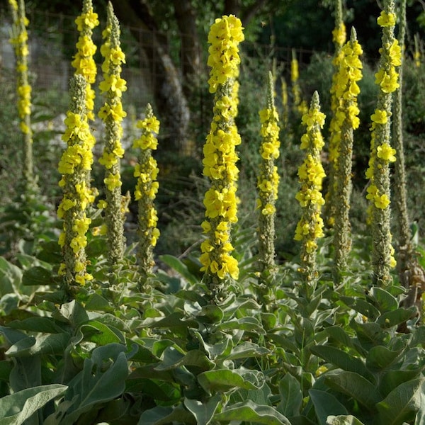 Mullein Plant - Etsy