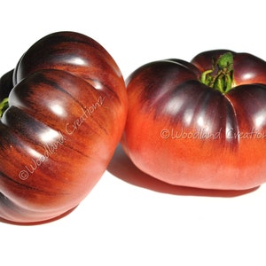 Pink Siberian Tiger Tomato Seeds - Beefsteak Tomato Seeds - Rare ...