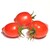 Micro Tom Gold Tomato Seeds World's Smallest Tomato Micro Dwarf Tomato ...