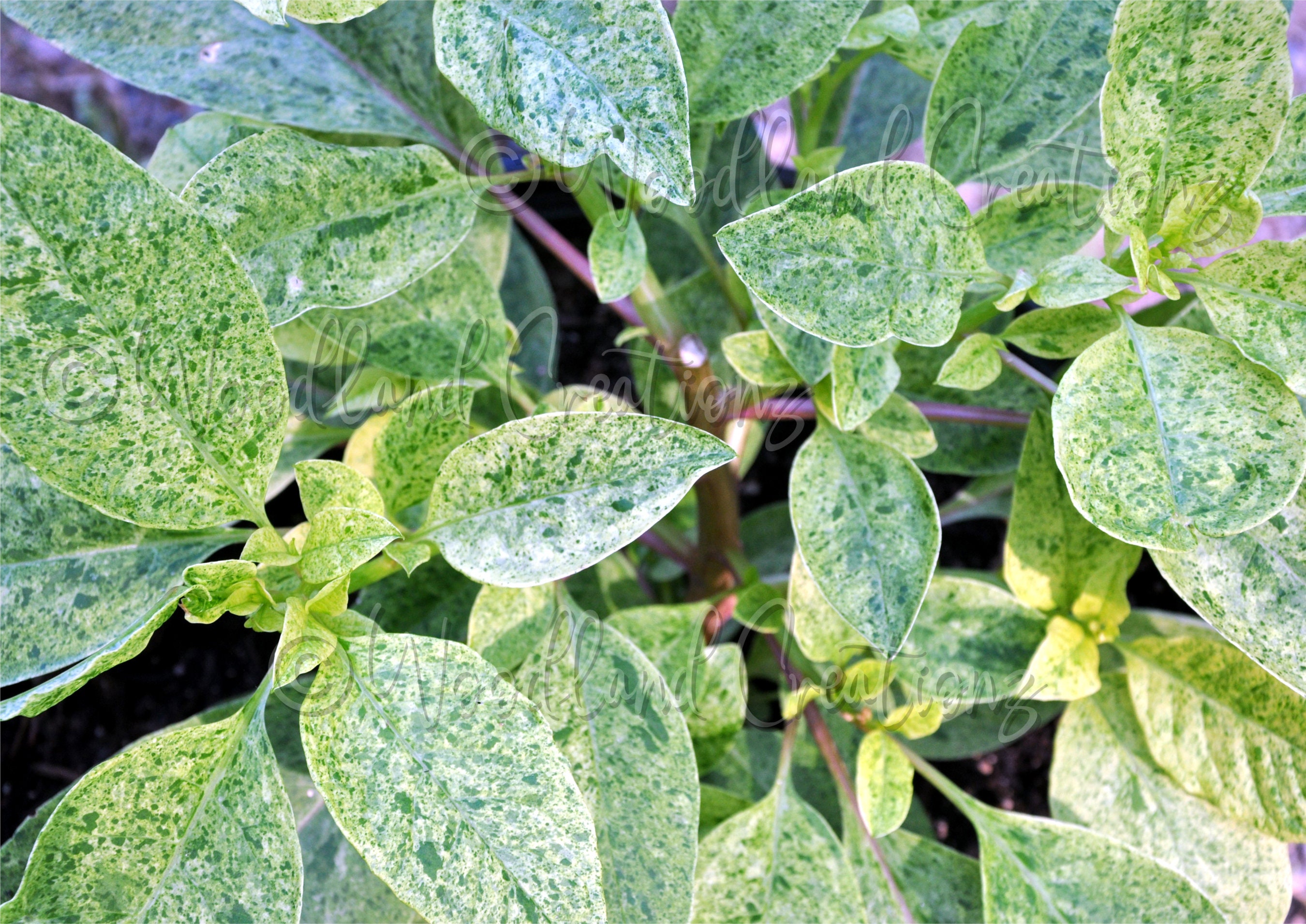 Variegated Poke Seeds: Phytolacca Americana 'silberstein' - Dye Plant ...