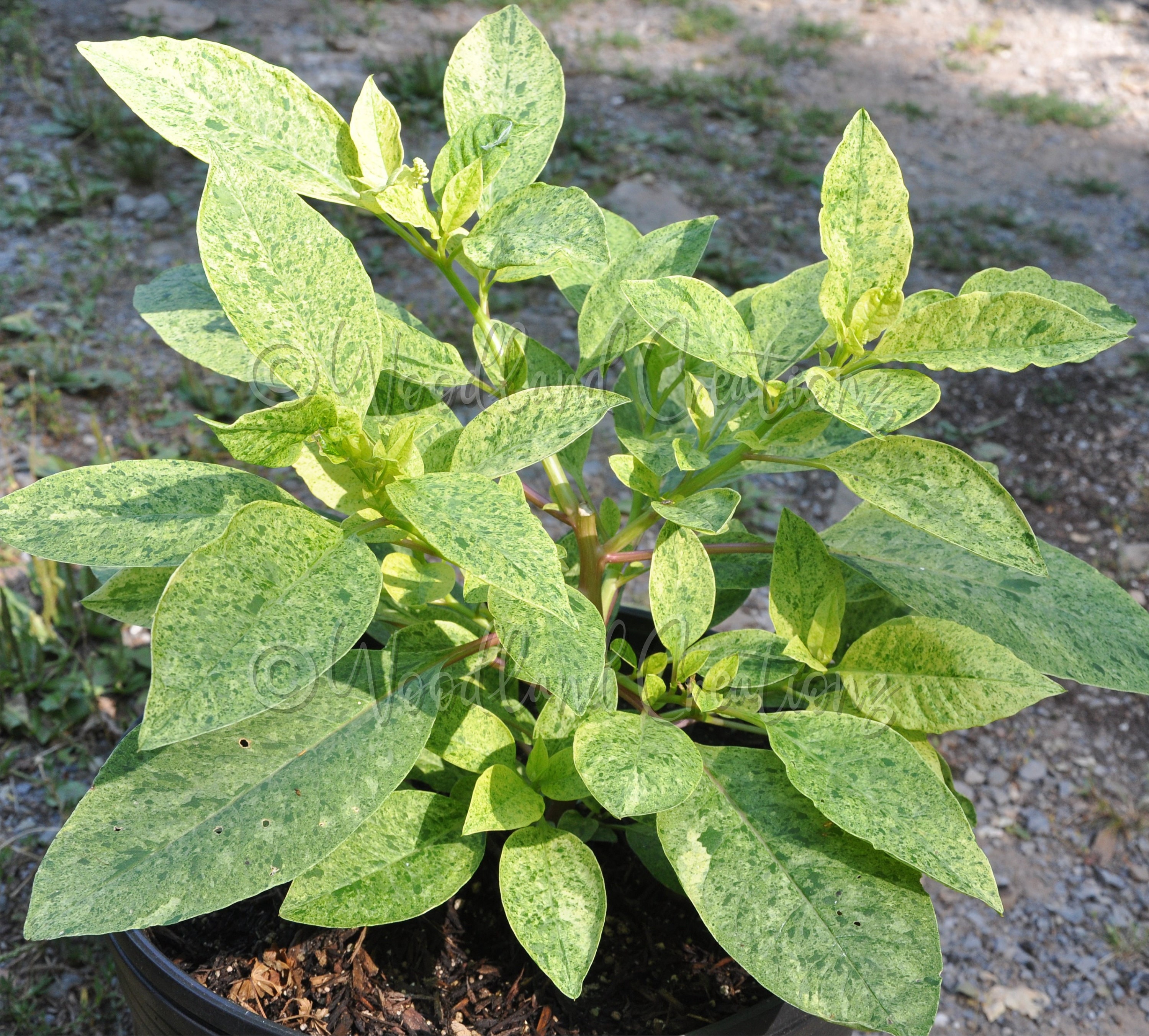 Variegated Poke Seeds: Phytolacca Americana 'silberstein' - Dye Plant ...