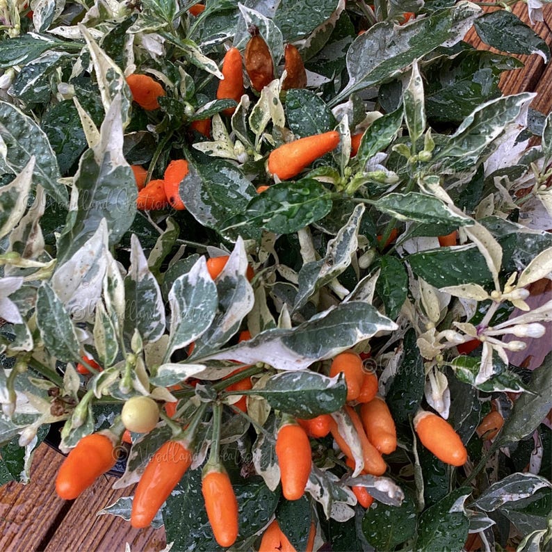 Midwest Fiesta Orange Pepper Seeds - Mini Pepper Plant - Variegated ...