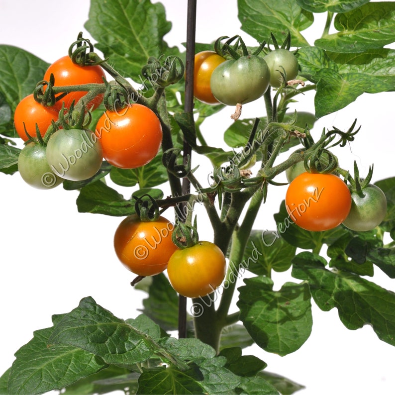 Orange Dream Tomato Seeds - Micro Dwarf Variety - Etsy