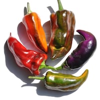 Sandia Pepper Seeds - Etsy