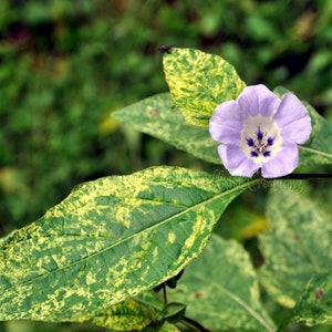 Variegated Shoo-fly - Variegated Apple of Peru - Rare Variegated Leaves ...