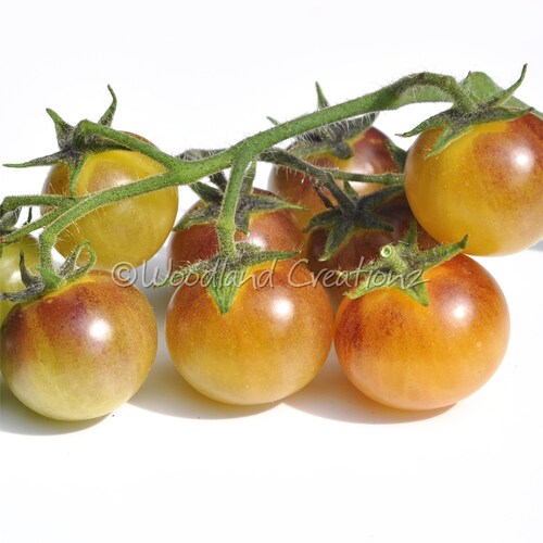 Striped speckled Roman Heirloom Tomato Premium Seed Packet - Etsy