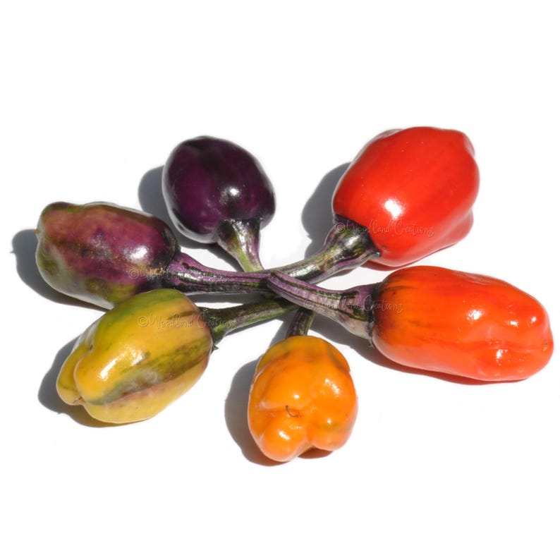 Purple Tiger Pepper Seeds - Variegated Leaves - Ornamental Hot Chili - Etsy