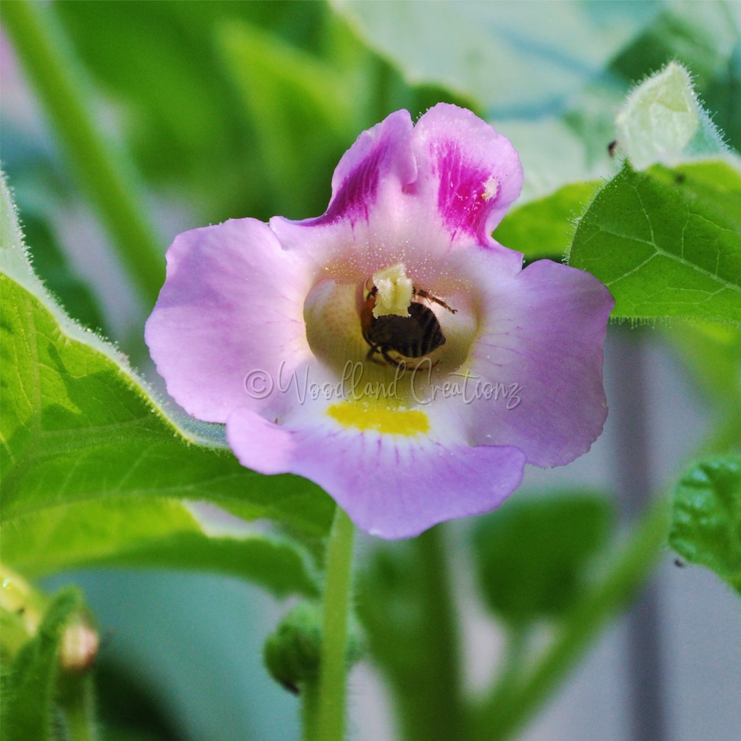 Devil's Claw Seeds - Proboscidea Parviflora - Desert Plant - Edible ...