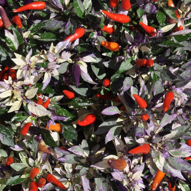 Painted Princess Pepper Seeds - Micro Dwarf Pepper - Variegated Leaves ...