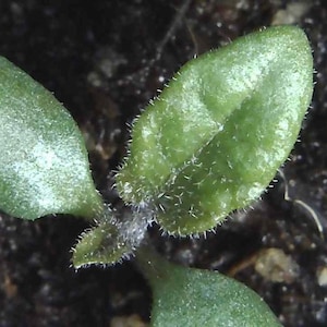 Kantakari Seeds - Medicinal Herb - Kandankathiri - Solanum Virginianum ...