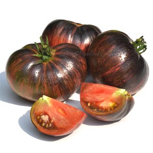 Marsha's Starfighter Beefsteak Tomato Seeds: Rare Striped Heirloom - Etsy