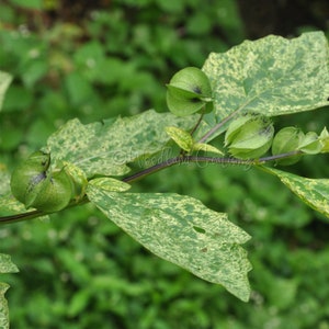 Variegated Shoo-fly - Variegated Apple of Peru - Rare Variegated Leaves ...